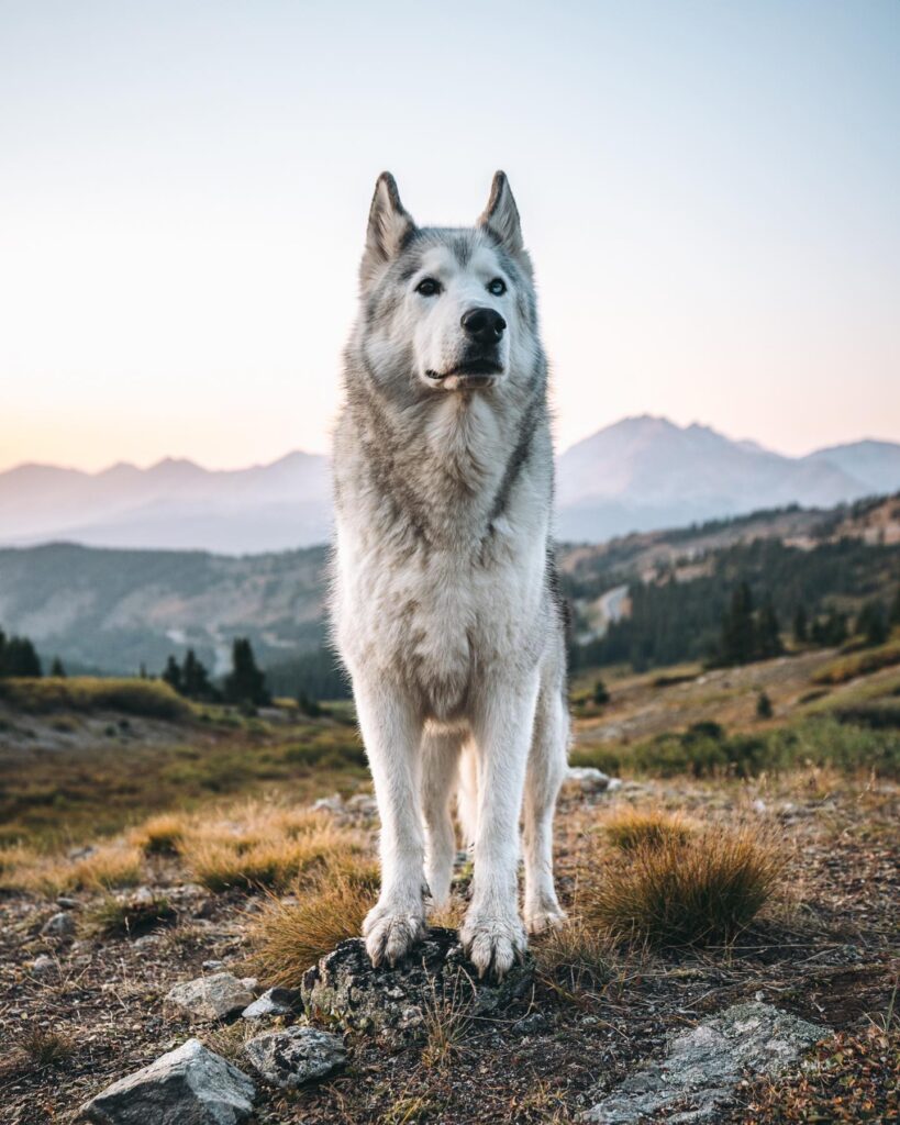Loki the Wolfdog Loves Adventuring Off Grid | Battle Born Batteries